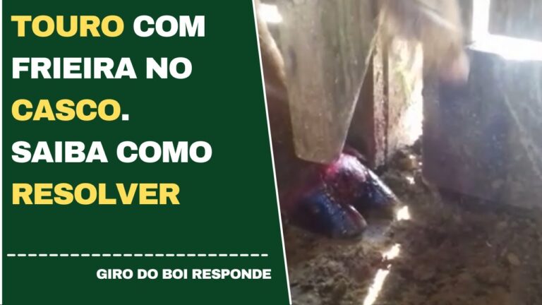 Metodo Gabarro: Guia Completo para o Cuidado dos Cascos | Actualizado ...